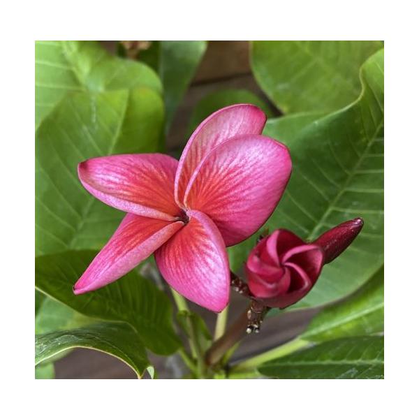 花芽付きプルメリア　マリカ　5号鉢＊枝振りは個体差がございます。写真はサンプルになりますのでご理解ください！