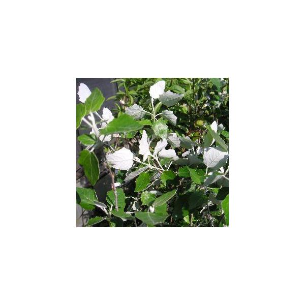 ギンドロ（ホワイトポプラ）別名：ウラジロハコヤナギ3寸ポット苗　樹高20〜30センチ程度ギンドロ（ウラジロハコヤナギ）は、別名ホワイトポプラとも呼ばれ、葉の裏が銀白色（シルバー）、また木肌も白っぽくなり、とても美しく、人気のある品種です。秋...