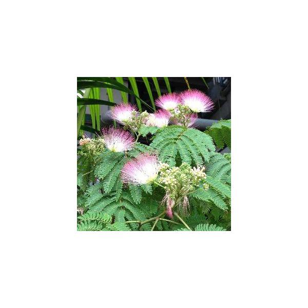 ネムノキ（合歓の木）ネムノキ科　落葉高木耐寒性：強夜になると葉が閉じることから、命名された。9センチポット植え　樹高20〜30センチ程度花は薄いピンク系