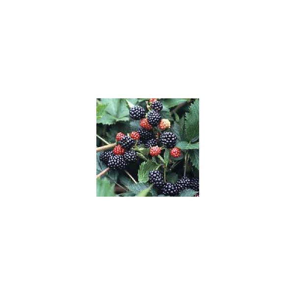 ブラックベリー　4寸ポット苗　トゲナシブラックベリー　ソーンフリーブラックベリーは、果物屋さんなどでもほとんど見かけず、収穫した実を味わうには家庭での栽培しかありません。古くから欧米で栽培されてきた丈夫で育てやすいブラックベリーは酸味と風味...