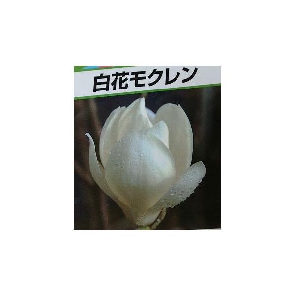白花木蓮　白木蓮　ハクモクレン5寸ポット　樹高80〜120センチ程度モクレン（木蓮）は、木の枝いっぱいに花を咲かせる中国原産の耐寒性落葉樹です。紫色の花を咲かせるモクレンが本来のモクレンで、白い花を咲かせるモクレンは、ハクモクレン（白木蓮）...