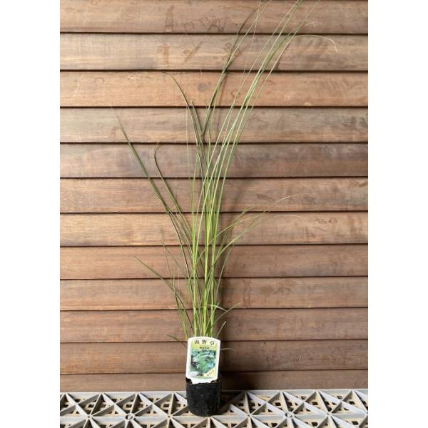 糸ススキ（イトススキ）糸のように細い葉の人気なススキイネ科ススキ属　多年性草木7.5〜9センチポット苗