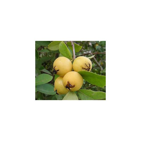 イエローストロベリーグアバ　黄実のグアバ３寸ポット、樹高１０〜20センチ程度グアバ（グァバ、グヮバ、バンジロー）は、南アメリカや東南アジアなどに自生する常緑低木で、種類によって様々な色の果実や葉をもつトロピカルフルーツの人気品種です。グアバ...