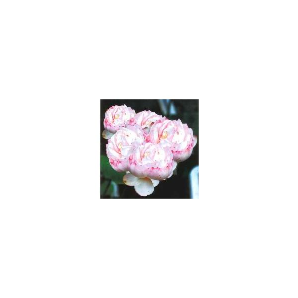 多頭蓮（蓮の根）■ご注文時のご注意事項■・3月上旬以降発送となりますので、発送時期の異なる他の商品との同梱はできません。・他の商品と合わせてご注文を頂いた場合は、別途送料等が必要となります。（ご購入金額による送料無料サービス対象外商品とさせ...