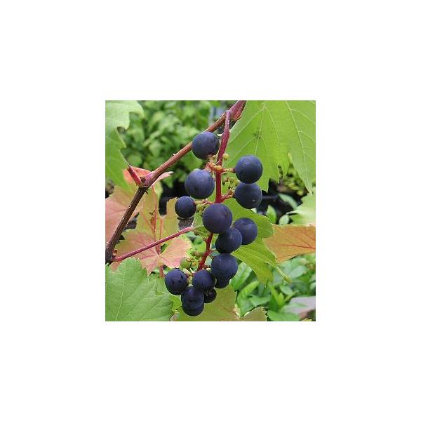 山葡萄　信州山葡萄　ヤマブドウ3〜4寸ポット植え葡萄：信州ヤマブドウは、長野県周辺に自生するヤマブドウで、果実の果汁には適度な酸味があっておいしい葡萄です。。