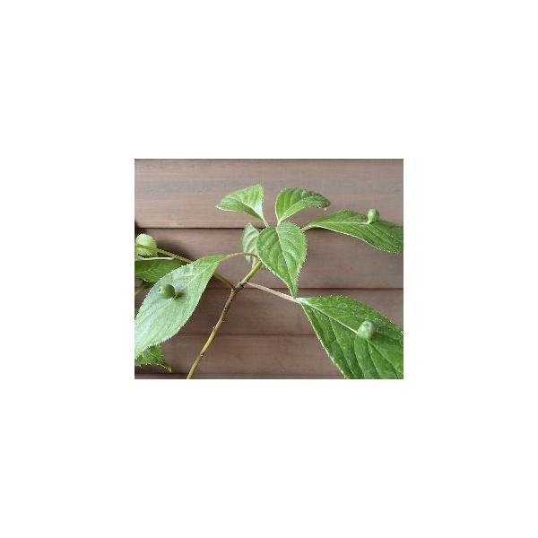 ハナイカダ（花筏、花イカダ） オス株とメス株◎実付き株の販売ではありません！！＊雌株の葉の上に、花後に実を付ける珍しい植物です。耐寒性落葉低木開花時期；4月〜5月頃結実時期：8月頃雌雄株セット＊３寸ポット植え×２ポット（雌雄別）＊又は、1ポ...