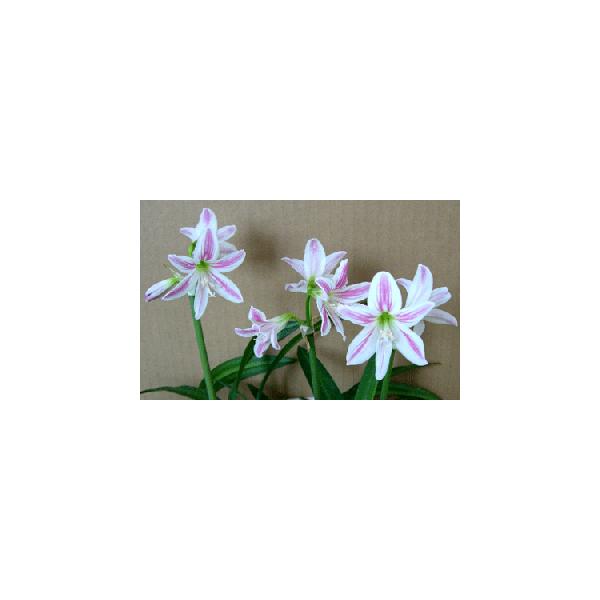 ミニアマリリス　 プルメナピア アマリリスの原種。3寸ポット植えブラジル南部原産の希少なアマリスの原種。5月頃白地にピンク色の筋が入った可愛い小さな花を咲かせます。