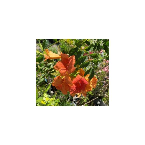 9センチポットノウゼンカズラ（のうぜんかずら）は、夏の暑い時期にオレンジ色や黄色のラッパのような花をたくさん咲かせるツル性植物です。ノウゼンカズラ：オレンジ色の花を咲かせます。