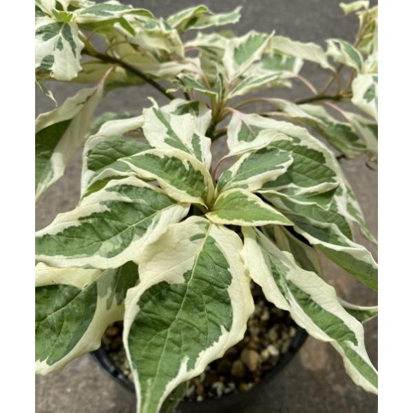 6寸ポット植え　接木　樹高20〜40センチ程度＊樹形は様々です。コロヌス・コントロバーサ・バリエガータ（Cornuscontrouersa ‘Ｖａｒｉｅｇａｔａ’）は、ミズキの斑入り葉（白覆輪葉）品種で、別名斑入りミズキとも呼ばれる、とても...