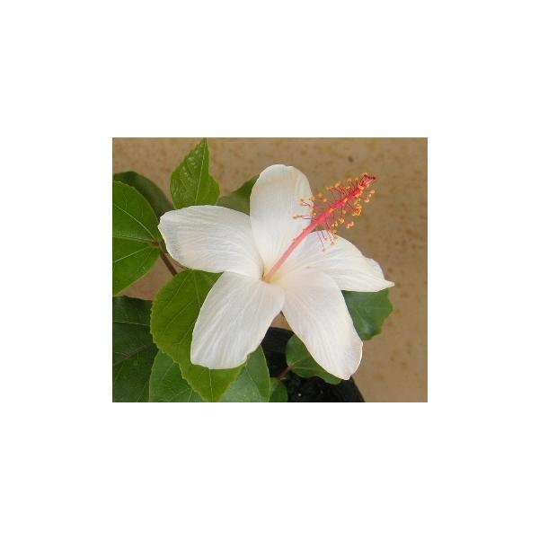 ハイビスカス　ワイメアエHibiscus waimeae　入手困難なハイビスカスの原種系品種です。カウアイ島の固有種で、ワイメアエ（ワイメア）渓谷内の標高700〜1000メートルに自生しています。花はかすかな芳香あり！アオイ科フヨウ属　非耐...