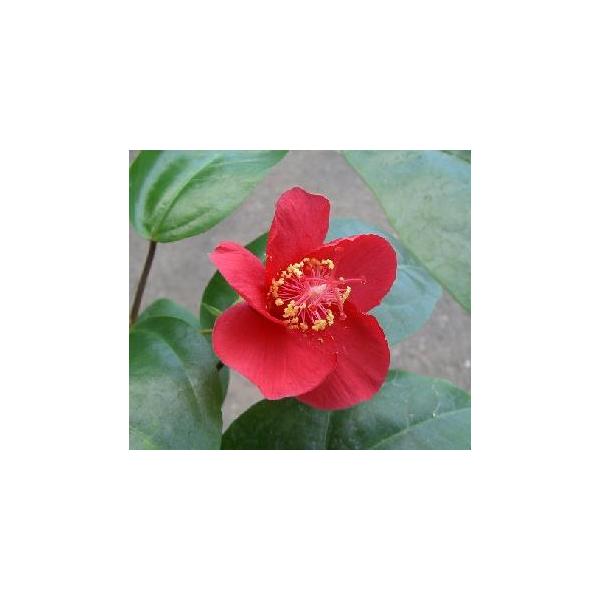 ハイビスカス　コキオHibiscus kokioハイビスカスの原種系品種で、カウアイ、オアフ島の固有種。椿を連想させるような赤色で小さな花が咲きます。白色のワイメアエとの交配で赤色大輪花が生まれたという説があります。アオイ科フヨウ属　非耐寒...