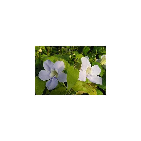 ツンベルギア（グランディーフローラ）ベンガルヤハズカズラ3寸ポット苗、高さ約10〜20cm、つる性＊葉に斑（模様）が入っている場合がありますが、ご了承ください。ツンベルギアは、南アフリカや東南アジアに自生するツル性の常緑多年草で、色鮮やかな...