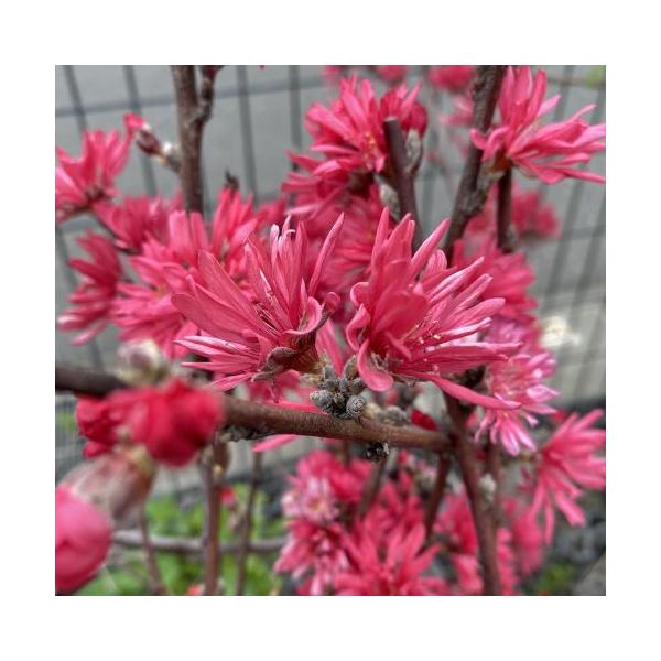 花桃　京舞妓　キョウマイコ規格：4〜5寸ポット植え、又は根巻き苗接ぎ木１〜2年生苗<BR>樹高：60〜80cm程度花桃　京舞妓　キョウマイコ　菊桃：菊のような花弁が細い品種で、濃い紅赤色の八重咲き中輪。遅咲きで、一般的な桃の花よ...