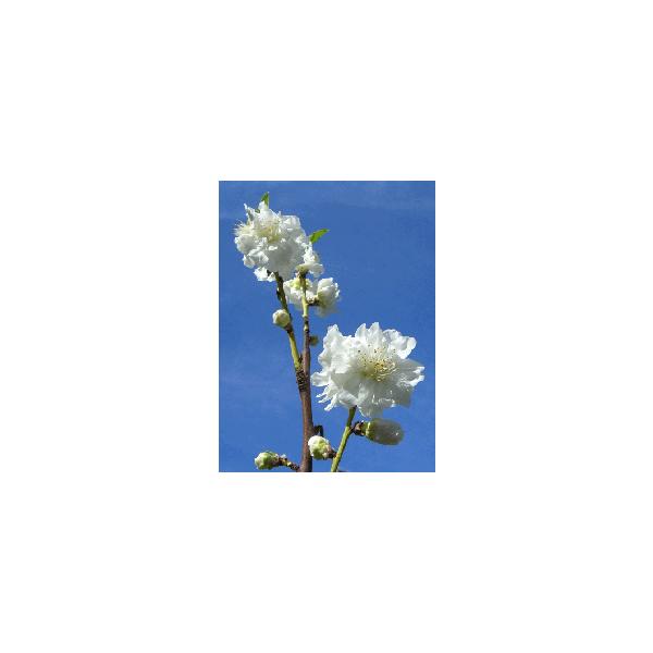 花桃　寒白桃　カンパクモモ規格：３〜５寸ポット植え、又は根巻き苗接ぎ木１〜2年生苗樹高：40〜60センチ程度寒白桃は、白の八重咲き品種です。