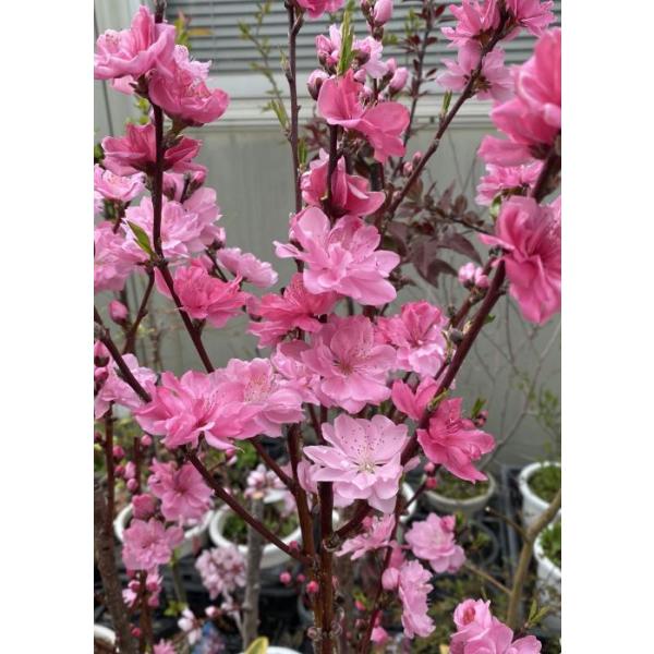 花桃　照手姫　テルテヒメ　＊花桃　照手シリーズは、ほうきを逆さにしたような形状で枝が横に張らず上に上に伸びますので、狭い場所でも栽培が可能な花桃です。別名、ホウキ桃、ほうき桃、逆さ桃、さかさ桃　とも呼ばれます。規格：６寸鉢植え樹高：80〜1...