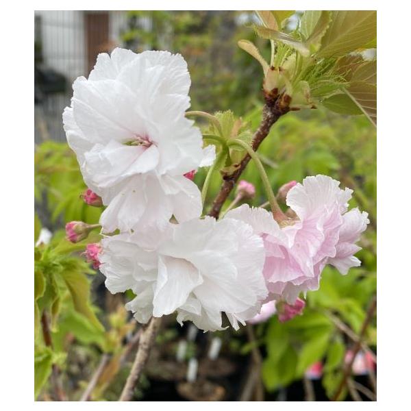 桜　一葉桜　イチヨウサクラ　苗木　苗　桜の木規格：3〜5寸ポット植え、又は根巻き苗接ぎ木1〜２年生苗樹高：60〜80センチ程度一葉桜（イチヨウザクラ）は、サトザクラ系サクラで、花は淡紅色の大輪八重咲き。