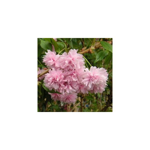 桜　菊枝垂れ桜　キクシダレサクラ　苗木　苗　桜の木規格：3〜5寸ポット植え、又は根巻き苗接ぎ木1〜２年生苗樹高：60〜80センチ程度菊枝垂れ桜（キクシダレザクラ）は、サトザクラ系サクラで、花は紅紫色の大輪系の八重咲き。沢山花をつけた枝が枝垂...