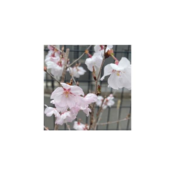 桜　苗木　彼岸桜　ヒガンサクラ規格：3〜5寸ポット植え、又は根巻き苗接ぎ木1〜２年生苗樹高：60〜80センチ程度彼岸桜は、小彼岸桜（コヒガンザクラ）ともよばれ、エドヒガン系サクラで、花は淡紅色の一重咲き。彼岸の時期に咲くことから命名され、小...