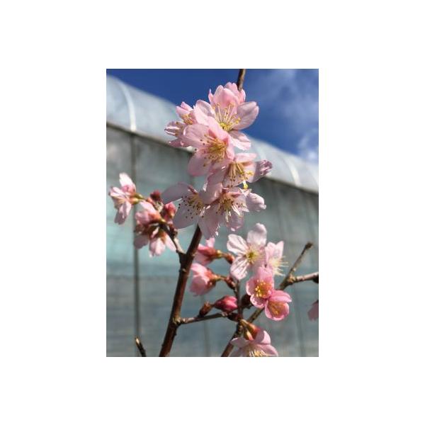 桜　苗木　啓翁桜　ケイオウサクラ規格：5寸ポット植え、又は根巻き苗接ぎ木1〜２年生苗樹高：60〜80センチ程度啓翁桜（ケイオウザクラ）は、カンヒザクラ系サクラで、花は淡紅色の一重咲き。支那桜桃と彼岸桜を交配して作られた品種で、山形県での生産...