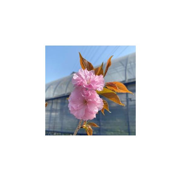 桜　苗木　関山　カンザンサクラ規格：3〜5寸ポット植え、又は根巻き苗接ぎ木1〜２年生苗樹高：60〜80cm程度関山桜（カンザンザクラ）は、サトザクラ系サクラで、花は濃紅色の八重咲きで、4月下旬頃に開花する遅咲きの品種です。