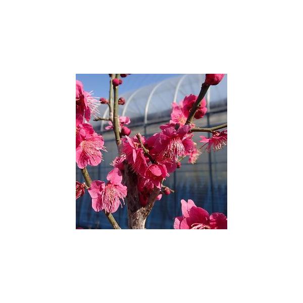 花梅　ハナウメ　大盃　オオサカズキ　苗木規格：5号（直径約15cm）ポット植え、又は根巻き苗、接ぎ木1〜2年生苗、樹高：80cm程度大盃梅（オオサカズキウメ）は、紅色花の一重咲き大輪。