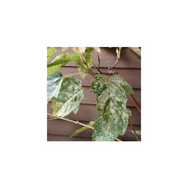 斑入り植物　　斑入屋久島オナガ楓　脇坂錦　カエデ６寸鉢植え　接ぎ木＊白紅散斑が綺麗な品種