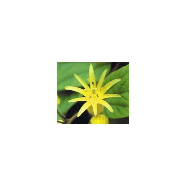 時計草　トケイソウ　パッシフローラ蔓性　3寸ポット植え　10〜20センチ程度キトリナ　　Passifloracitrina時計草では珍しい黄色い花を咲かせる貴重な品種。温度を保てれば一年中咲いており花付きも良い品種。花径は約3〜約5cm程度...