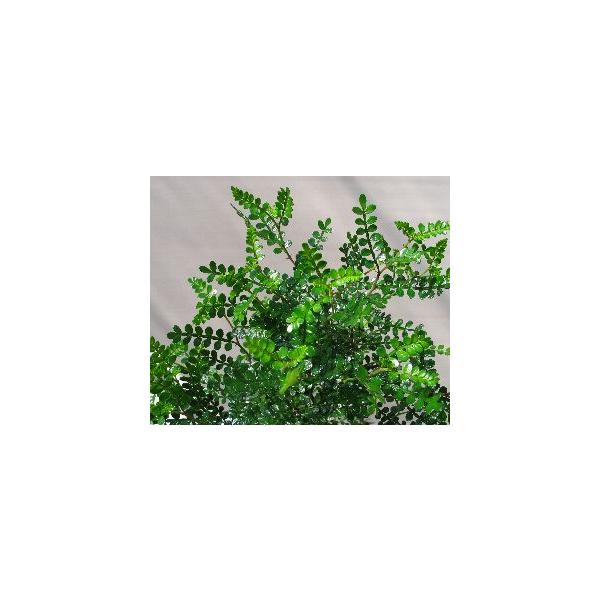 トキワサンショウ（山椒）別名：ヒレサンショウ、トロピカルサンショウミカン科サンショウ属　3寸ポット植え　樹高10〜20センチ程度沖縄県石垣島原産で、ヒレサンショウとも言う。一年を通して青々とした光沢のある厚葉で、葉・実共に山椒特有の辛味があ...