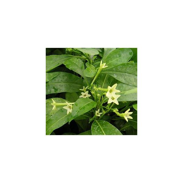 ヤコウボク　夜香木規格：3〜4号（直径約9〜12cm）ポット植え樹高：10〜20cm程度1〜３本程度植え込み、時期により異なります。夜香木：ヤコウボク、イエライシャン、ナイトジャスミンは、夜になると白く（レモン色）筒状に開花する花に香りがす...
