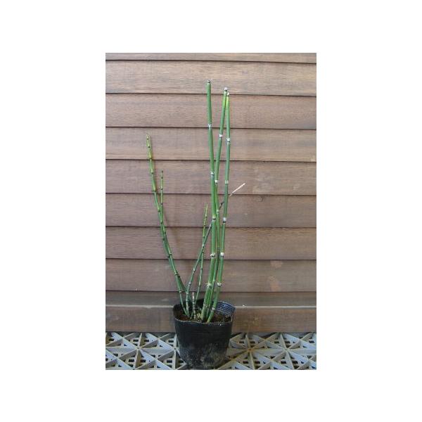 トクササイズ：底から約３０センチ内外9センチポット苗＊お送りする時期により、株の充実度は異なりますのでご理解ください。