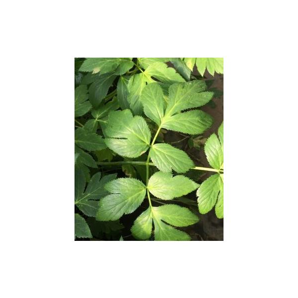 アシタバ（明日葉）9センチポット苗×2ポット■日当たり水はけがよく肥沃な用土を好みます。用土が乾いたらたっぷりと水を与えてください。肥料は、液体肥料を適量月に1回から2回程度与える。