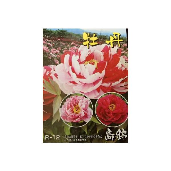 牡丹（絞り咲き牡丹）　島錦　３年生　6寸スリット鉢植え（株の大きさや形状には個体差が有ります）＊品種の性質上、ピンクや赤色の単色の花が咲く場合がありますので、ご了承下さい。
