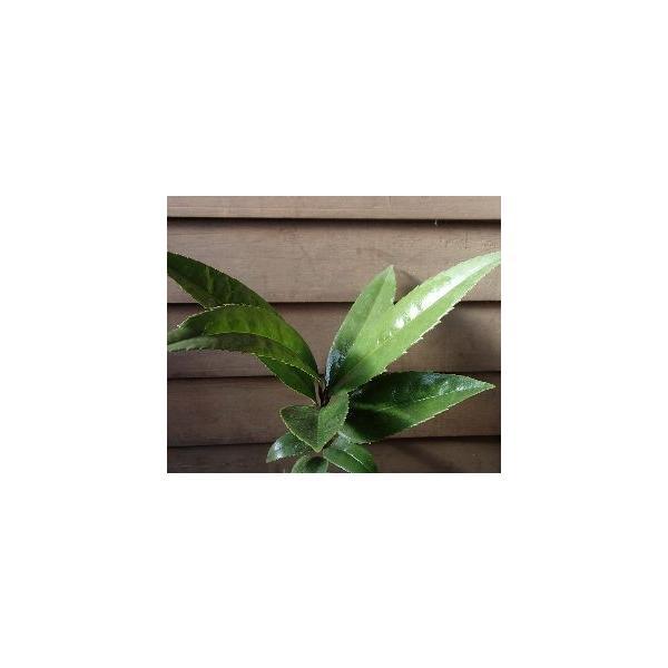 葉書（ハガキ）の木（多羅葉　たらよう）モチノキ科　モチノキ属3寸ポット苗　樹高50〜80センチ程度本州近畿地方以西の山野に自生する常緑高木葉の裏側を尖った棒などで削ると字が書けることから、葉書の木といわれ、また、健康茶としても葉は活用される...