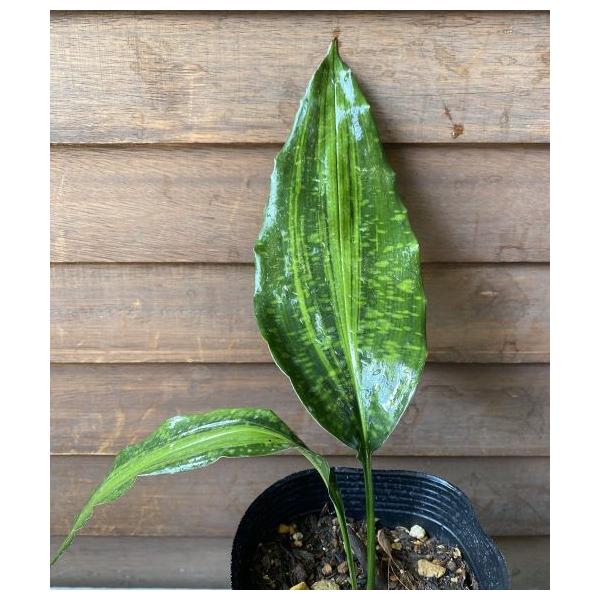 可愛いミニサイズの、縞ハラン(葉らん）です！9センチポット苗矮性で中斑に蛍斑黄星中斑中国姫ハラン