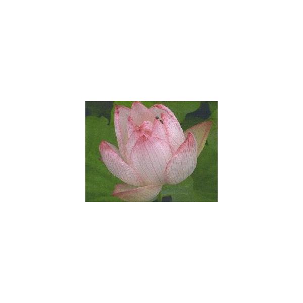 桃蓮：招福（蓮の根）■ご注文時のご注意事項■・3月上旬以降発送となりますので、発送時期の異なる他の商品との同梱はできません。・他の商品と合わせてご注文を頂いた場合は、別途送料等が必要となります。（ご購入金額による送料無料サービス対象外商品と...