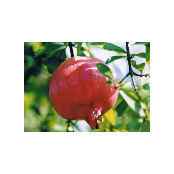 ワンダフル　大実柘榴　12センチポット苗ザクロ（柘榴）は栽培がとても容易で花も実も両方楽しめる家庭果樹栽培に適した果樹です。ザクロ　ワンダフル　：大きいものは350〜400ｇにもなる巨大ザクロ　円形の赤実で多汁のため、生食や果実種としての利...