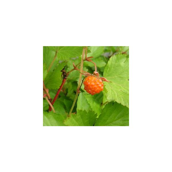 果樹苗木　構苺　かじいちご　カジイチゴ3〜4寸ポット苗　樹高10〜40センチ程度（季節により樹高は異なります）学名：Rubus cratagifoliusバラ科　キイチゴ属　　落葉低木花は白く、黄色（オレンジ色）の実をつけます。■管理のポイ...