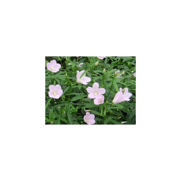 ハイビスカス　ロバッスHibiscus lobatusハイビスカスの原種系品種で、小さな薄紫色の花が咲きます。アオイ科フヨウ属　非耐寒性常緑低木３寸ポット植え　樹高10〜20センチ程度