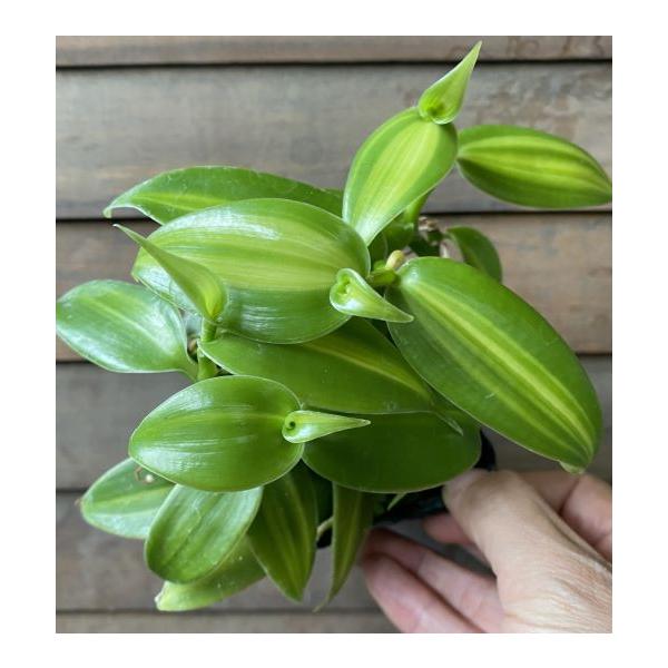 バニラの木　規格：３.5寸鉢植え×2樹高：10〜15センチ程度バニラは、メキシコ南部原産のツル性植物で、蔓は樹木などに絡んで生長する。バニラエッセンスとは、黄緑色の花が咲いた後に、豆のようなさやの形をした実ができますのでそれを発酵させたもの...