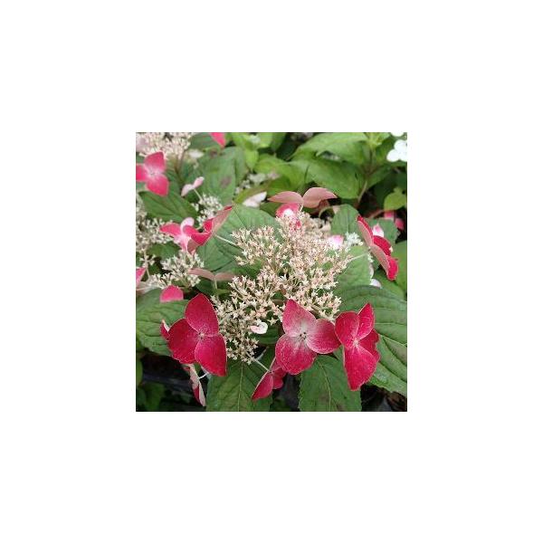 紅　クレナイ　：山紫陽花　ヤマアジサイ9センチポット植え紫陽花（アジサイ）は、梅雨の時期に美しい花を咲かせる魅力ある植物です。最近はアジサイも品種が豊富になり数多くの紫陽花が流通するようになっています。山紫陽花（ヤマアジサイ）・ガクアジサイ...