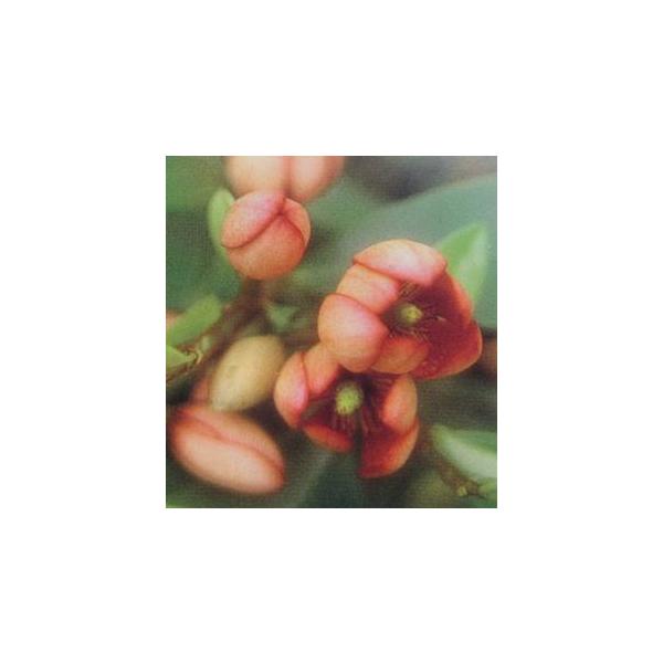 5寸ポット植え　樹高30〜60センチ程度カラタネオガタマ（唐種招霊）は、別名：トウオガタマ（唐招霊）との呼ばれ、江戸時代に伝来した中国原産の常緑樹です。暖かい地方の神社や境内などに多く植えられており、縁起のいい花木とし人気があります、花は、...