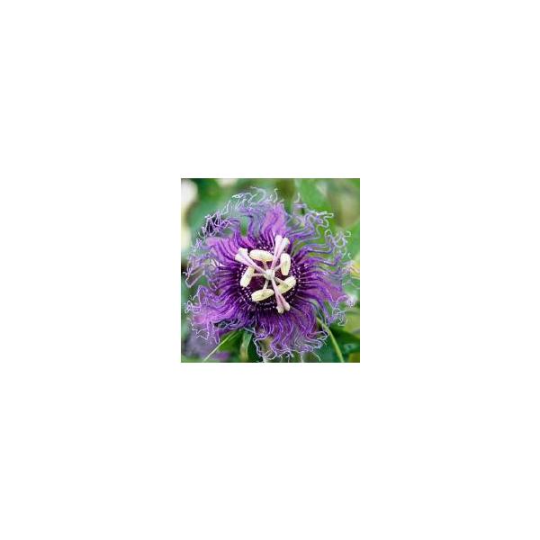 時計草　トケイソウ　パッシフローラ蔓性　3寸ポット植え　10〜20センチ程度インセンス　　Passiflora Incense P. incarnata x P.cincinnata&amp;nbsp; 夏咲きの代表品種、丈夫で育てやすい。...
