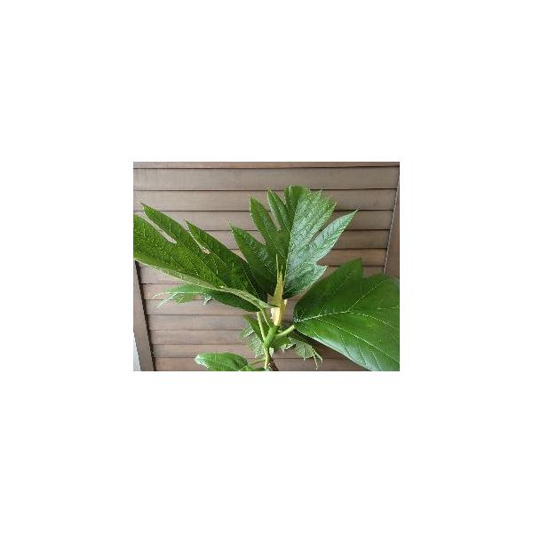 熱帯果樹苗木　パンノキ（パンの木）クワ科アルトカルプス属6寸鉢植え 樹高60〜80センチ程度　＊樹形は様々です！ヨーロッパ人が、ポリネシア地方の原住民がこの果実を焼いて食べているところがパンを食べていると連想したためこの名前が付けられる。耐...