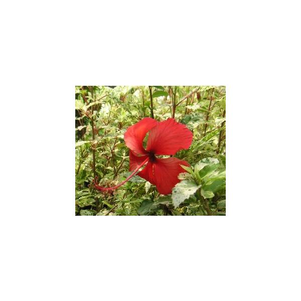 ハイビスカス　スノーフレーク（白斑葉ハイビスカス）Hibiscus 　Snowflake白斑葉がとても涼しげで美しいハイビスカスです。花はバタフライタイプの赤花です。アオイ科フヨウ属　非耐寒性常緑低木３寸ポット植え　樹高20〜30センチ程度