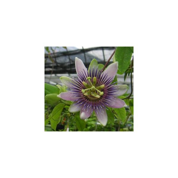 時計草　トケイソウ　パッシフローラ蔓性　3寸ポット植え　10〜20センチ程度ベロッティー　　Passiflora&amp;nbsp　belotii花は芳香性があり、花付きも良く丈夫な品種。春〜秋まで良く花を咲かせます。耐寒性があり関東以西の...