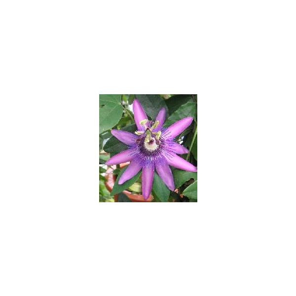 時計草　トケイソウ　パッシフローラ蔓性　3寸ポット植え　10〜20センチ程度アメシスト　　Passiflora Amethyst非常に花付きがよく、輝くような美しい花を春から秋まで次々と咲かせます。耐寒性があり、関東以西の暖地では路地植えで...
