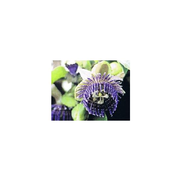 時計草　ミズレモン（ラウリフォリア）　　Passiflora laurifolia9センチポット植え　２本セットペルーやブラジル原産品種。数あるトケイソウの中でも、最も美味しいパッションフルーツを付けるとされるミズレモン。そのレモンという名...