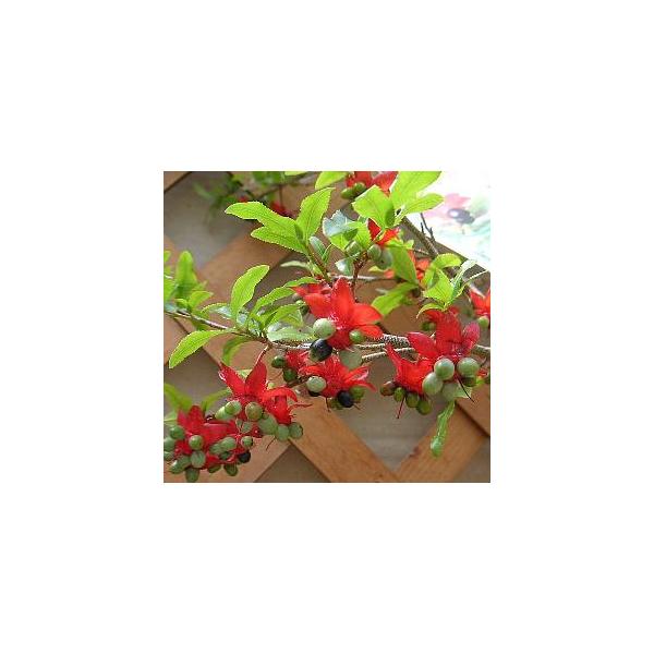 ミッキーマウスノキ5寸鉢植え　樹高30〜50センチ程度ミッキーマウスの木（ミッキーマウスツリー）は、黄色い花が春から夏にかけて開花し、花びらが散った後「がく」が赤くなり、その上に黒い実が出来て、その姿がミッキーマウスに似ていることから、ミッ...