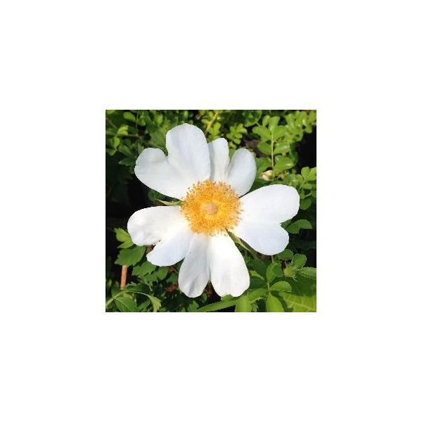 9センチポットカカヤンバラ（ヤエヤマノイバラ）八重山野茨　珍品、江戸時代に漂流民がフィリピンより持ち帰ったと伝えられる南国のバラ。 ハマナスの近縁品種。八重山諸島や台湾に自生する 初夏から秋にかけて白い花を咲かせます。黄芯品種（花の中心は黄...