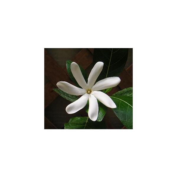 ティアレ　タヒチ（クチナシ）3.5寸ポット　樹高：10〜30cm程度（花芽の有無は個体差がありますのでご了承ください。）タヒチクチナシは、ティアレ・タヒチ（タヒチニアン・ガーデニア）とも呼ばれ、フレンチポリネシアの国花です。南国タヒチのシン...
